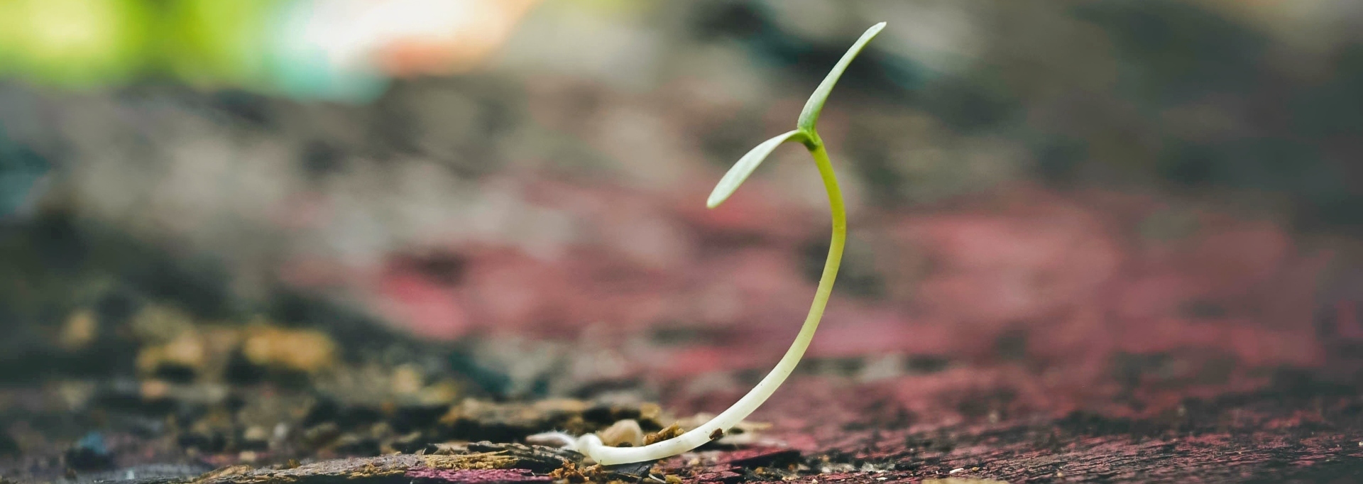 Fundamental Trust and the Holding Enviroment - Diamond Approach Online